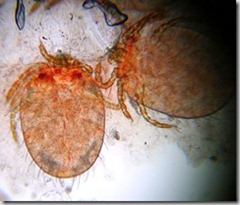 TGVET: Trombiculiasi